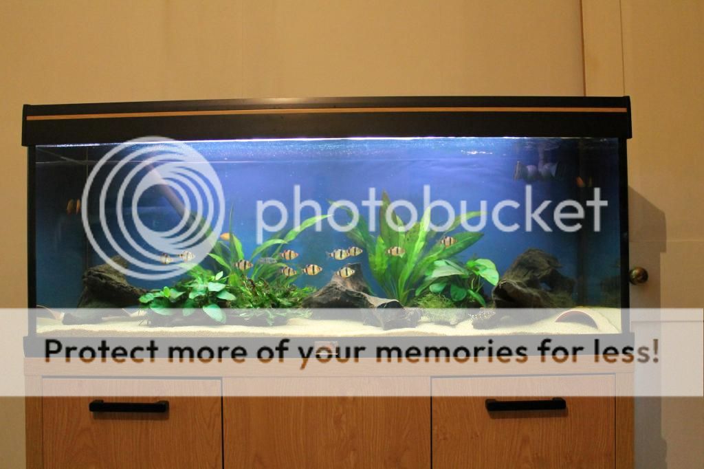 My Tanks - 60L, 160L, 240L | Fish Forum