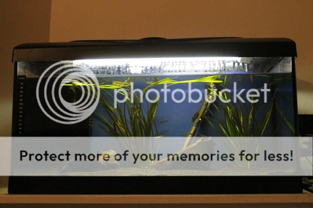 My Tanks - 60L, 160L, 240L | Fish Forum