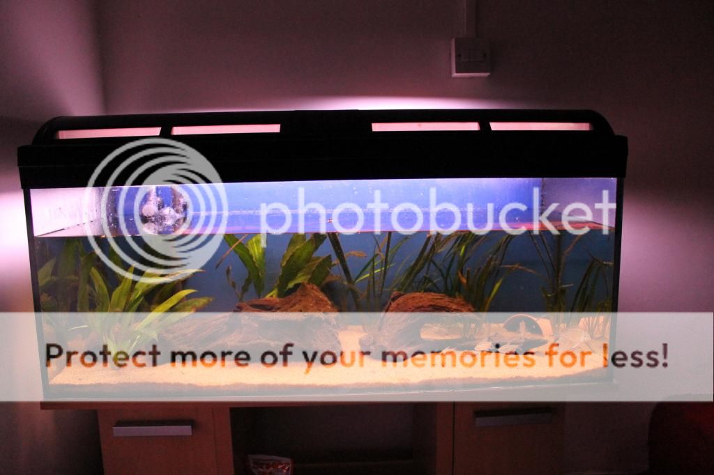 My Tanks - 60L, 160L, 240L | Fish Forum