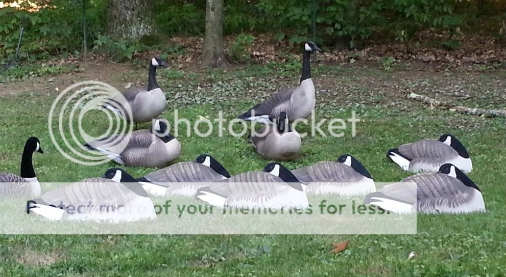 sleeper shells | Goose Hunting Forum